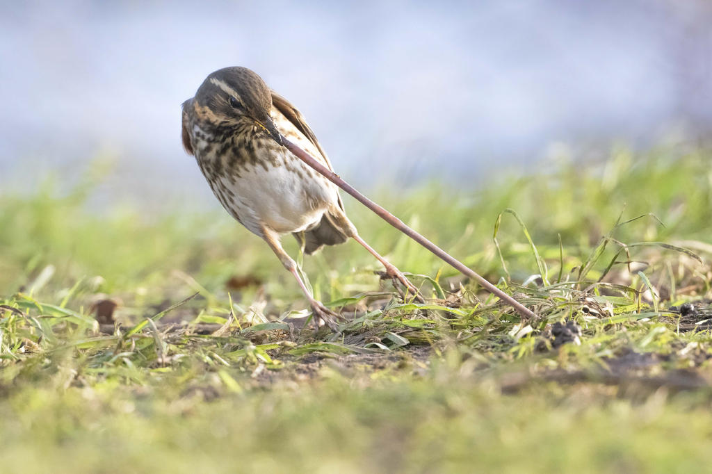 Diversity of flourishing wildlife in quarries celebrated in photo ...