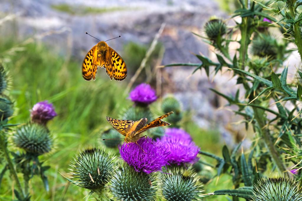Diversity of flourishing wildlife in quarries celebrated in photo ...